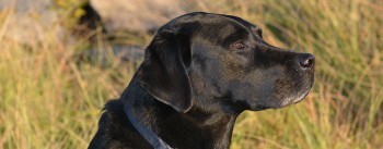Labrador Retriever Rescue - finding loving homes for Labs